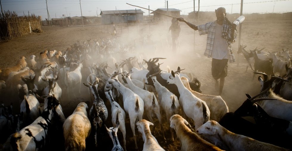 These impressive maps are helping to save farm animals from 22,000 ...