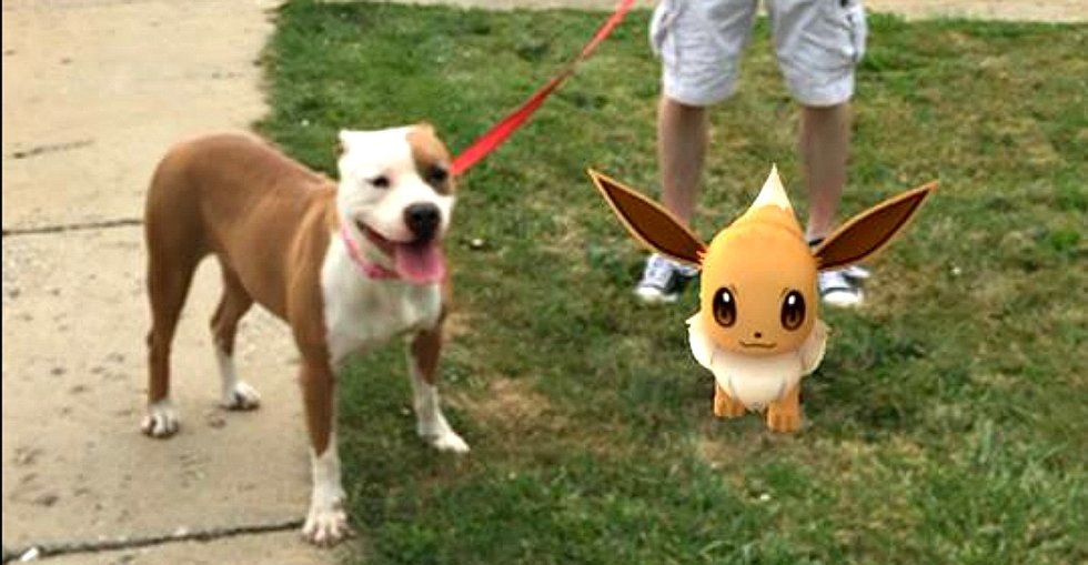 How Pokemon Go is helping this shelter get its dogs walked. - Upworthy