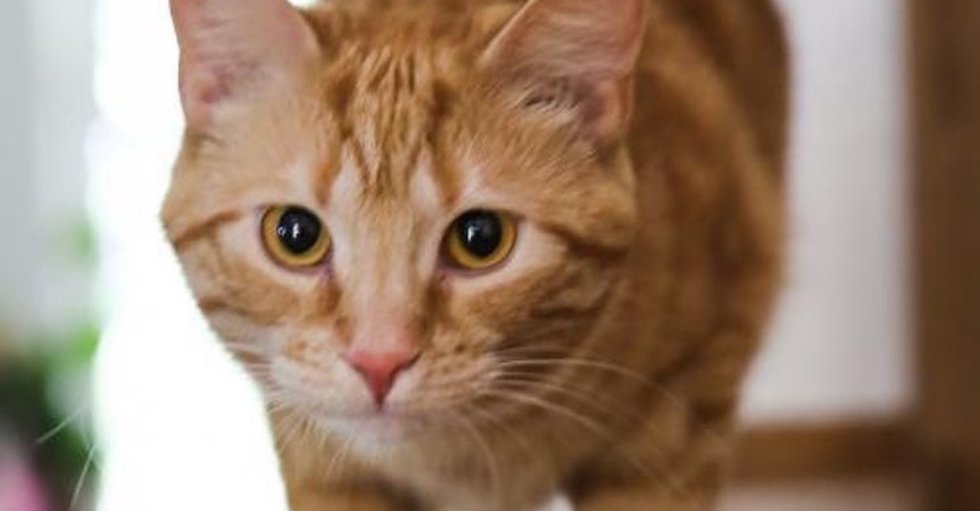 On a long shot, one community rallied to help save hundreds of homeless ...