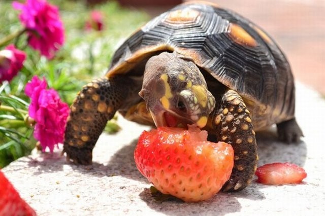Happy World Turtle Day! Here Are Some Photos Of Turtles Eating Strawberries