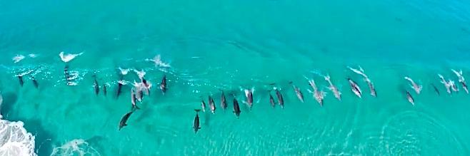 Stunning Footage Shows Dolphins Surfing In Unison
