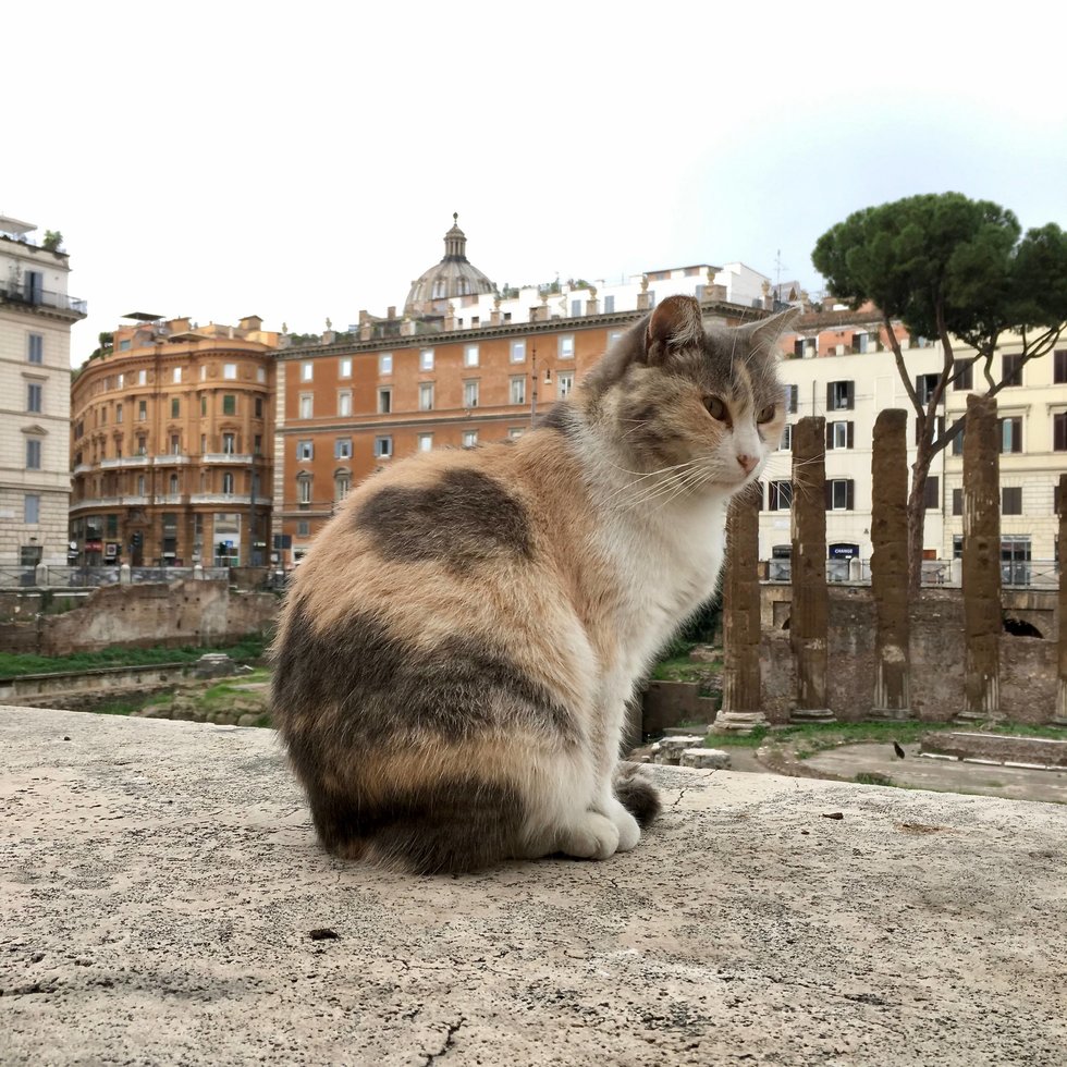 The Cats Of Rome Make Ruins Their Home - GOOD