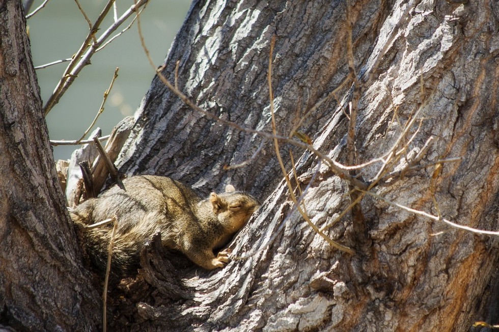 8 Sleepy Squirrels Trying To Get Comfortable In Weird Places
