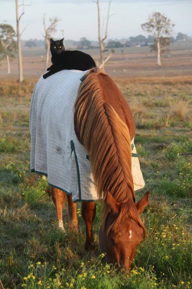 Horseback Riding Cat Loves Spending Time Atop His New Best Friend