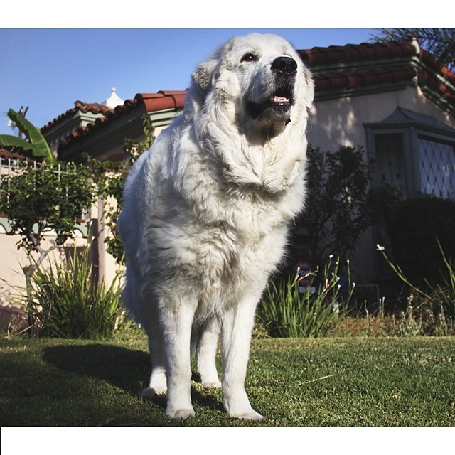 She May Not Be Jenga Cat, But This Great Pyrenees Has Got Some Game
