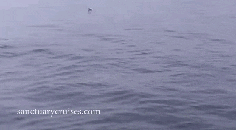 This Whale Is About To Squash A Kayak