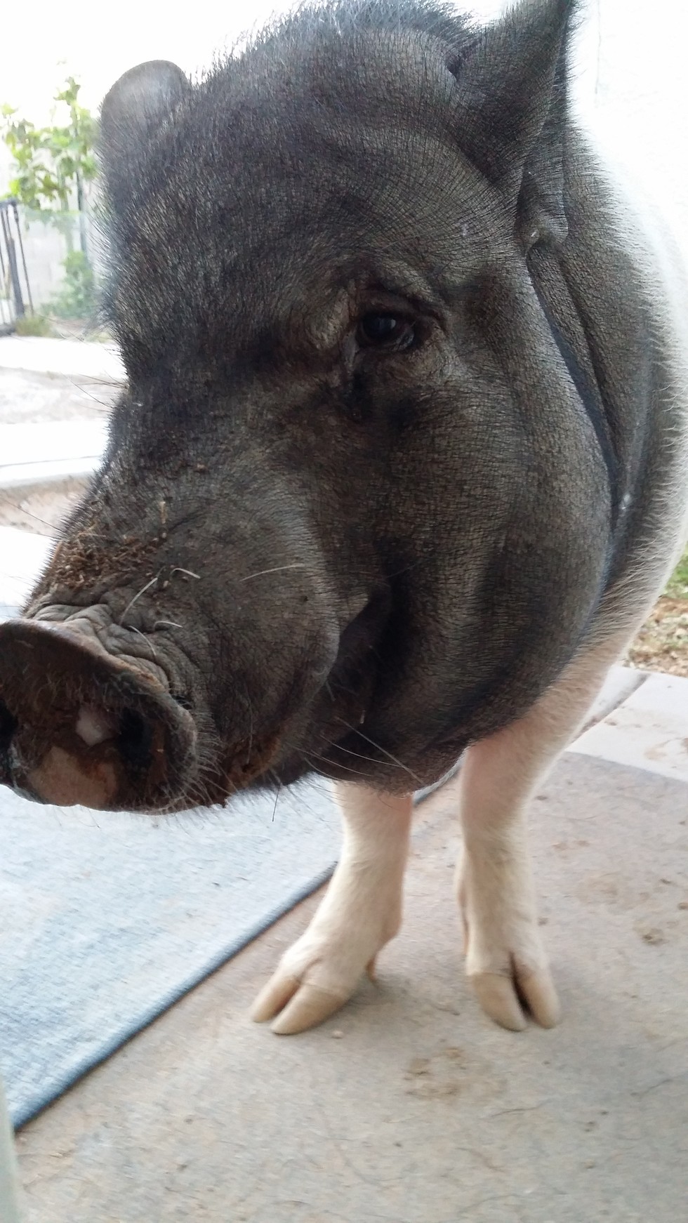What Happens To Most 'Teacup' Pigs When They Hit 60 Pounds