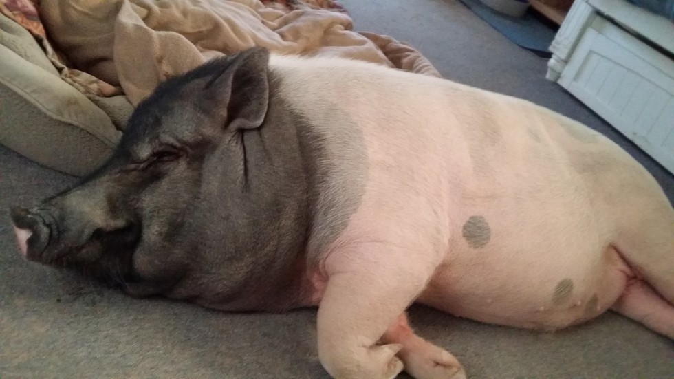 What Happens To Most 'Teacup' Pigs When They Hit 60 Pounds