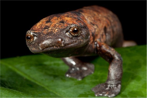 Meet The Animals That Guatemala Will Save With Its New 47,000-Acre ...