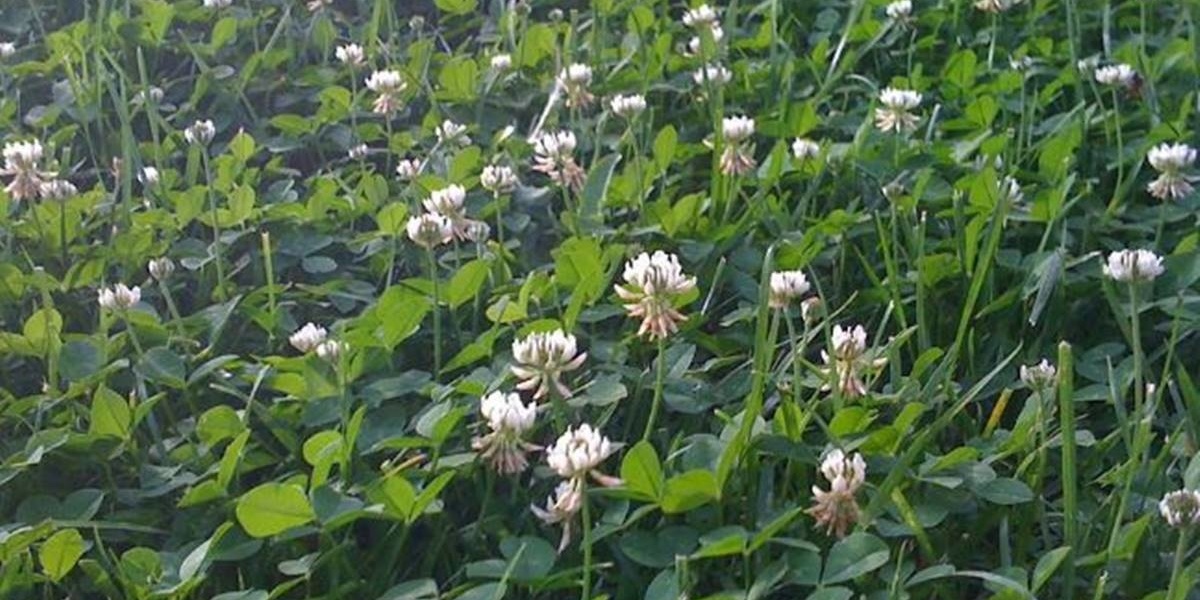 Why clover lawns are better than grass - Upworthy