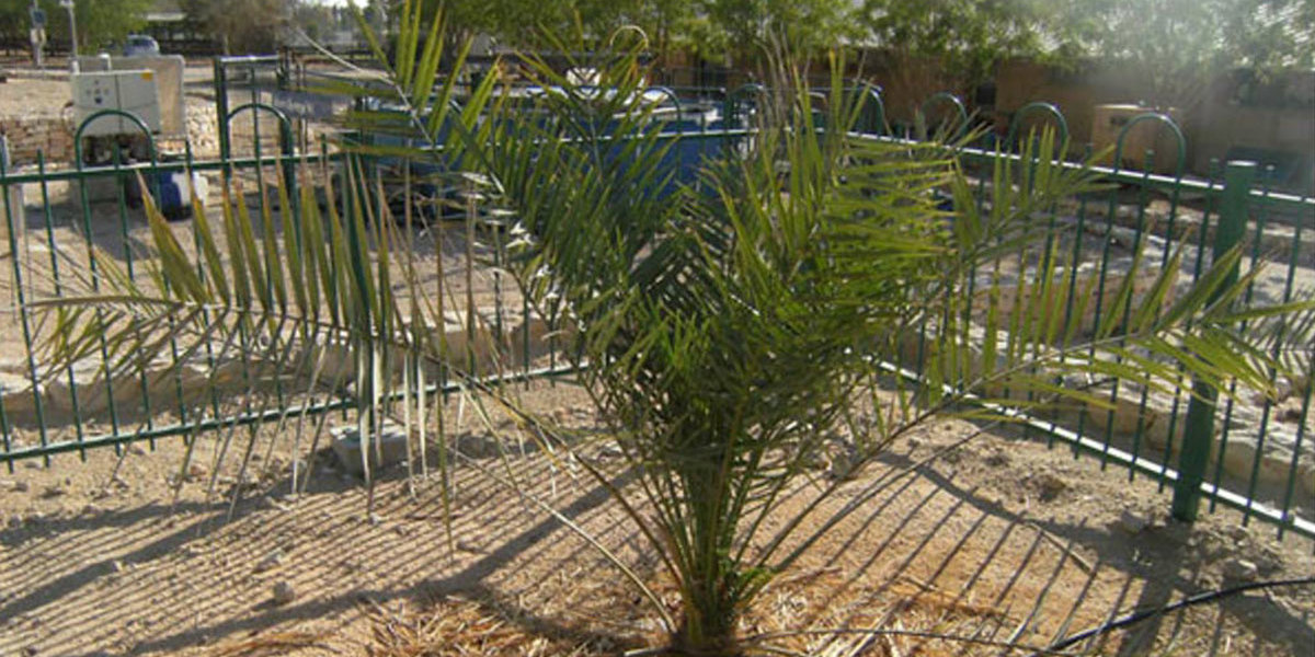 2,000-year-old Judean date palm grown from ancient seeds - GOOD