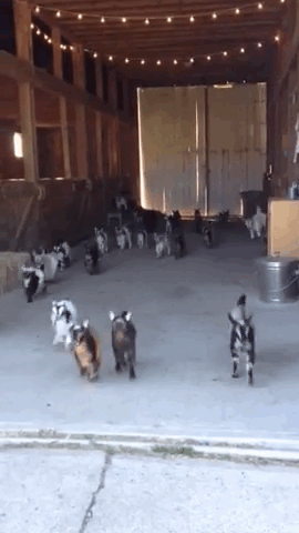 Watch A Stampede Of 44 Baby Goats Chasing 2 Human Kids