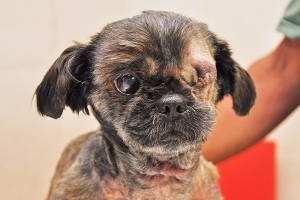Dogs' Eyeballs Are Actually Popping Out Of Their Heads