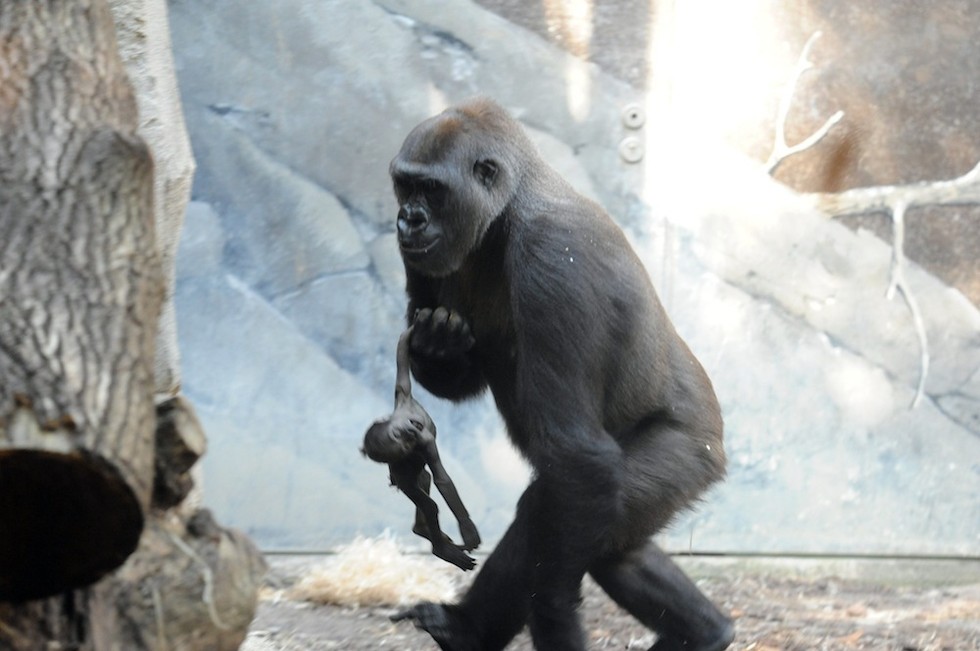 Baby Gorilla Died In Zoo, And Her Mother Just Can't Let Go