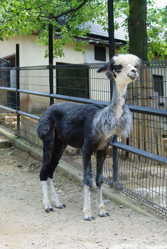 Here Are 12 Shaved Alpacas That Will Change The Way You Look At The World