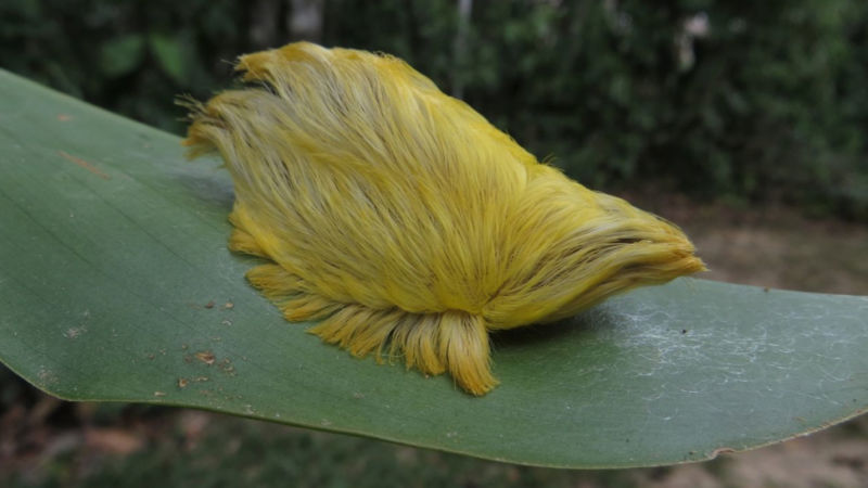 6 Furry Moths You Could Easily Take for a Pet