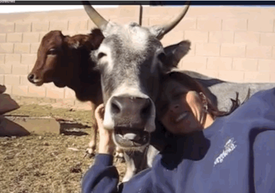 These Cows Are Happier Being Scratched Than You’ll Probably Ever Be ...