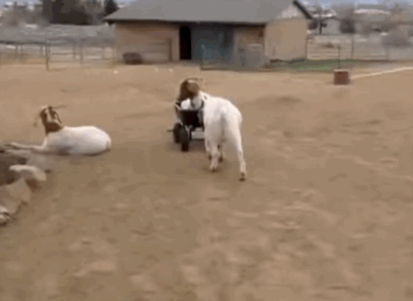 11 Totally Normal Things Goats Get Really Excited About