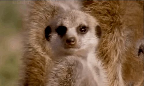 7 Sleepy Meerkats Who Should Probably Just Go To Bed Already
