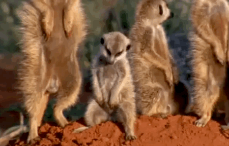 7 Sleepy Meerkats Who Should Probably Just Go To Bed Already