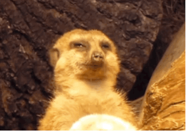 7 Sleepy Meerkats Who Should Probably Just Go To Bed Already