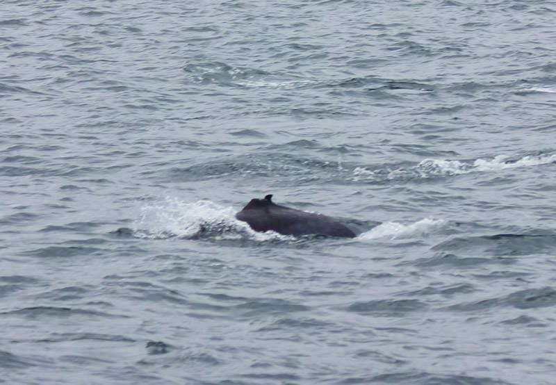 Dolphin Without A Dorsal Fin Nursed Back To Health By Pod, Now Doing ...