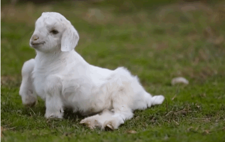 Tiny Goat Overcomes Disability, Learns To Walk On His Own