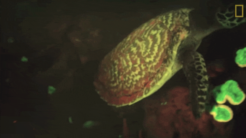Scientists Are Adorably Excited To Discover Glowing Turtle