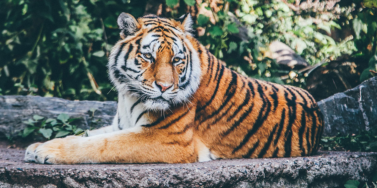 Tiger to get prosthetic paw in first surgery of its kind - Upworthy