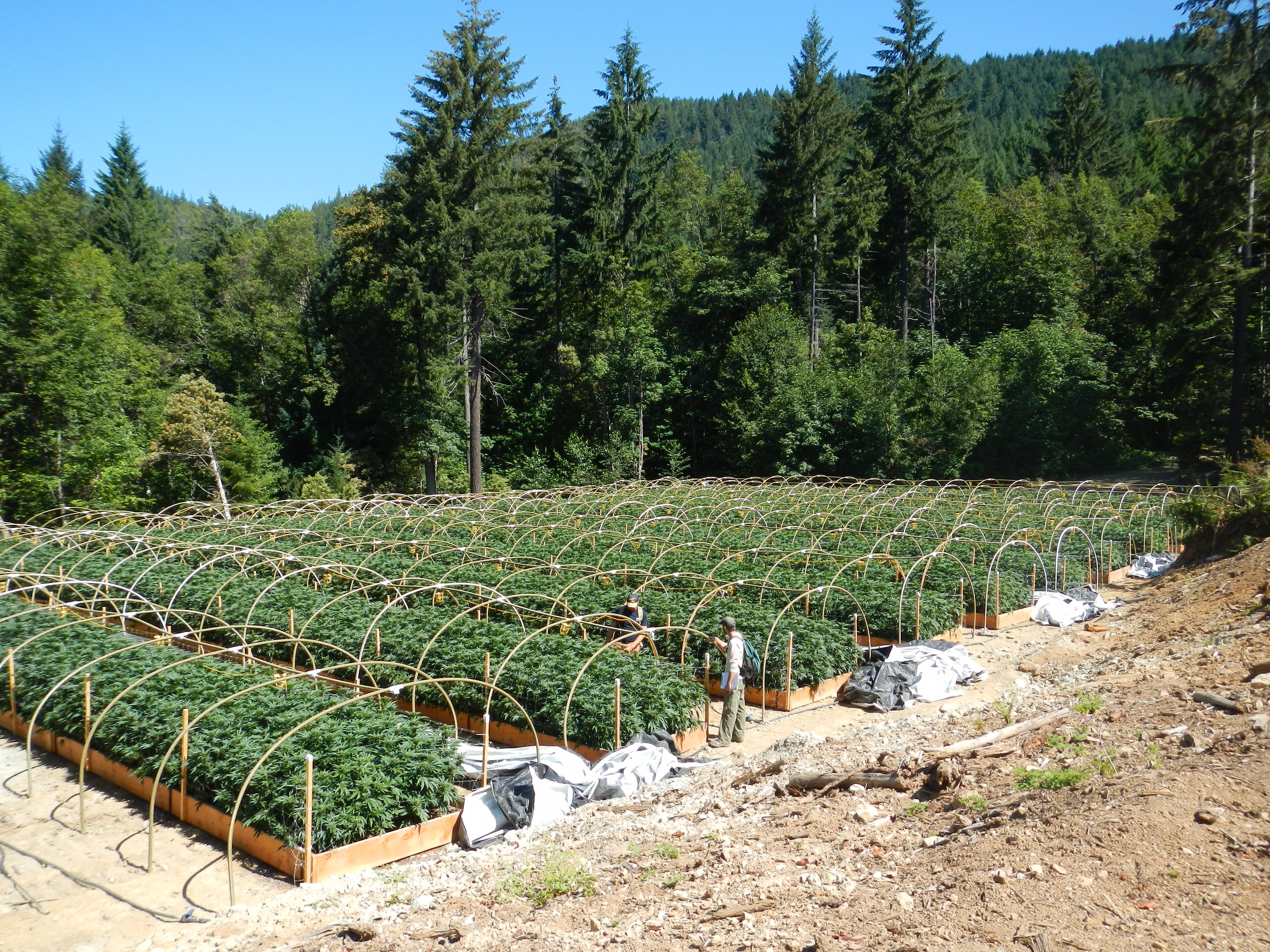 Weed and water woes in the legendary Emerald Triangle - EHN