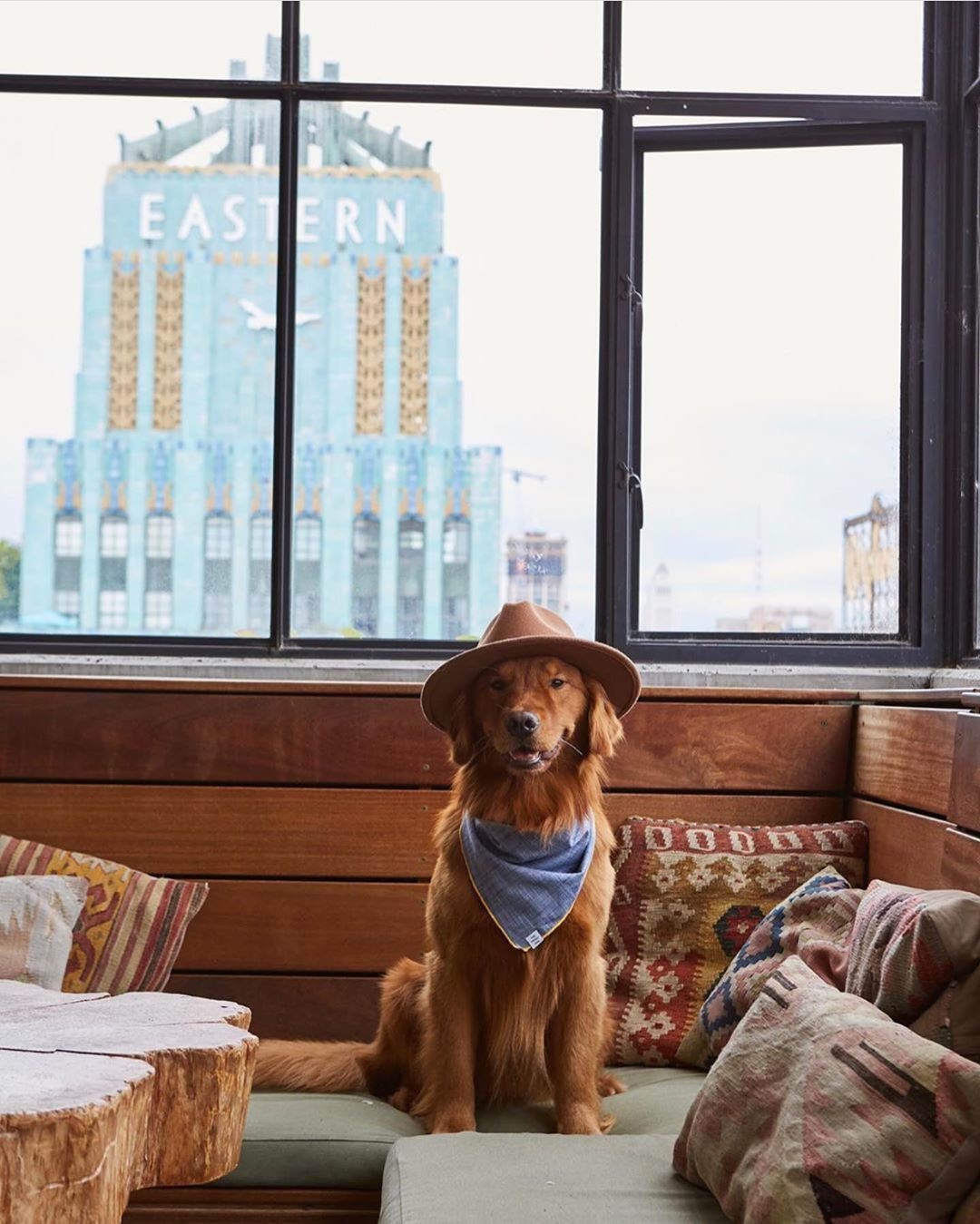 Dog Friendly Hotels caldawson45 Flipboard dog-friendly-hotels-caldawson45-flipboard