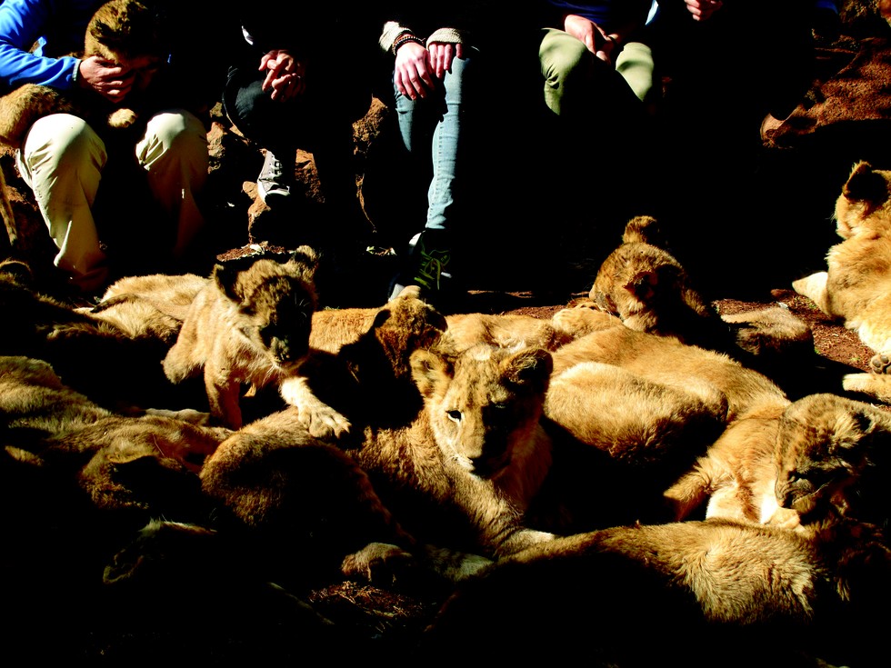 Lions Secretly Bred To Die Get A Voice In Explosive New Documentary