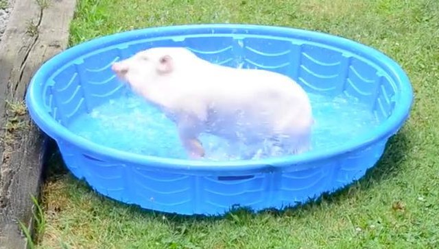 Baby Pig Gets New Pool And Has Cutest Little Freakout