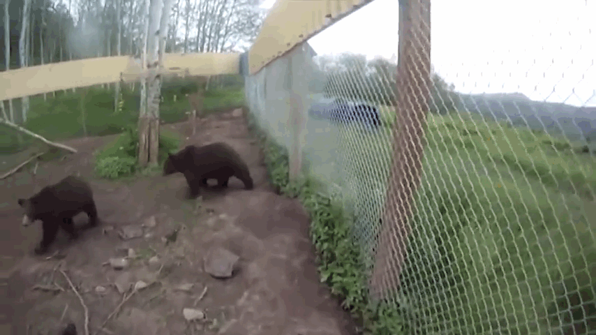 8 Animals Returning Home Who Never Thought They'd See The Wild Again