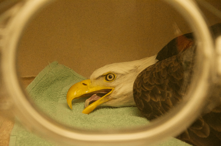 Bald Eagle Flipping You Off