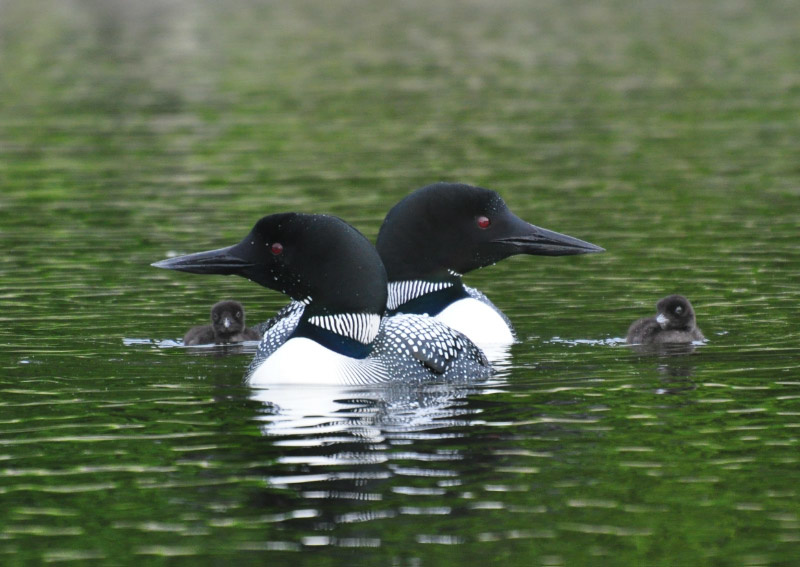Common Loon Food Chain