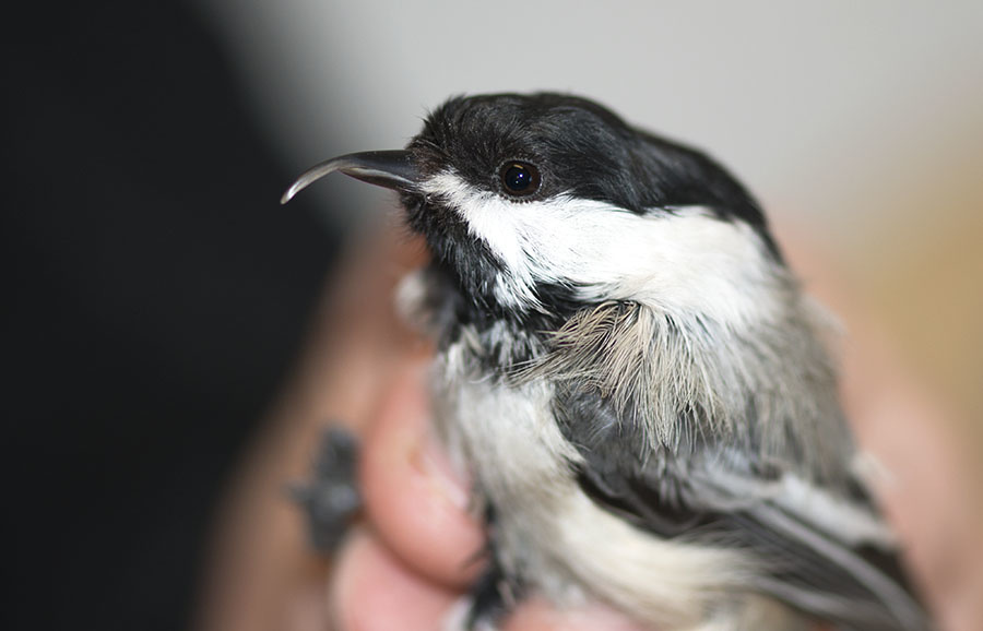 Winged Warnings: Twisted beaks - EHN