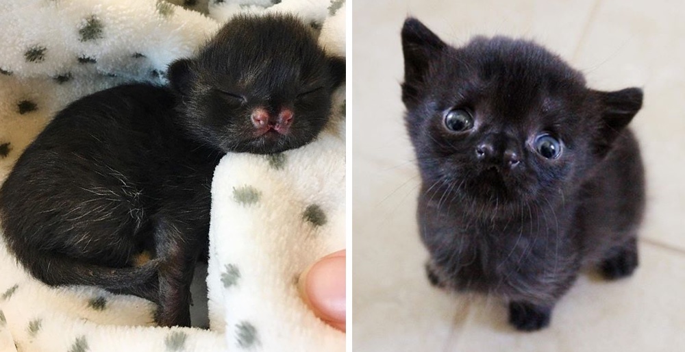 Kalel Kitten Reveals Her Amazing New Nose After Plastic