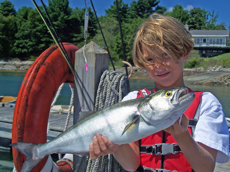 Success story: Cleaner bluefish show effectiveness of US coal ...