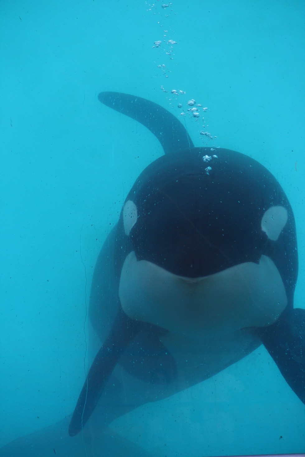 Captive Orca Dies In His Tank — Just Like His Mom