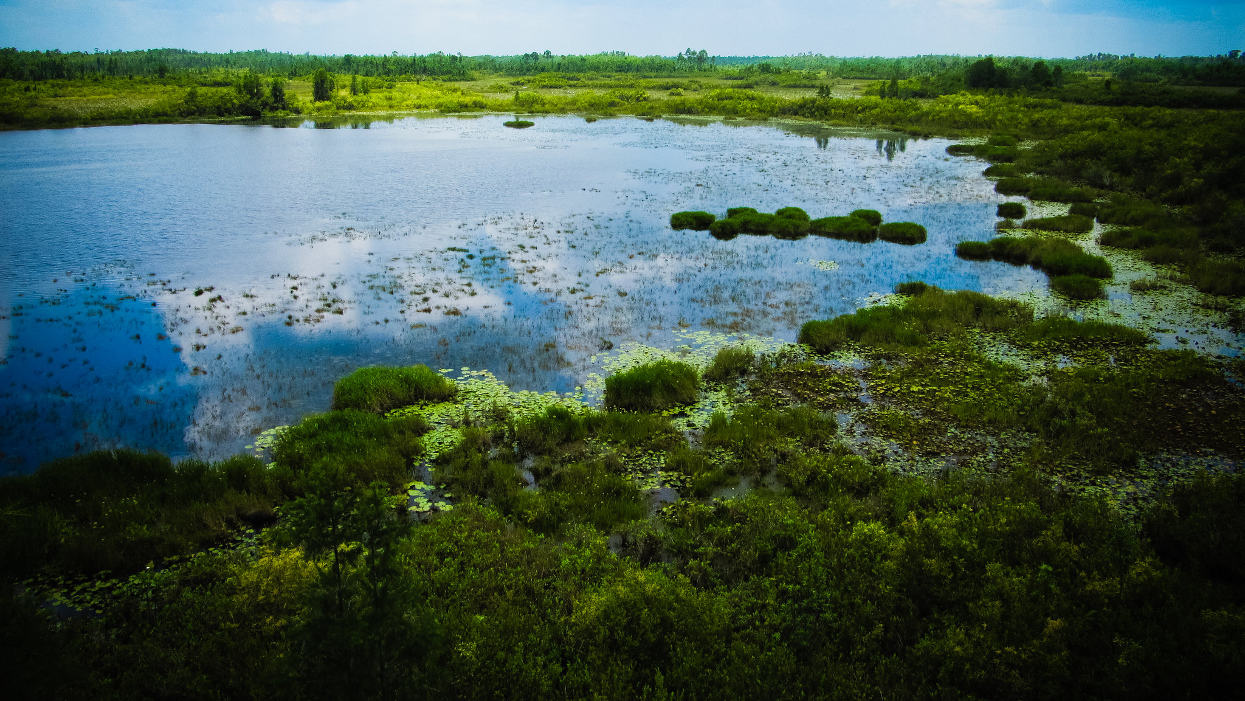 Swamp threats rising from the grave - EHN