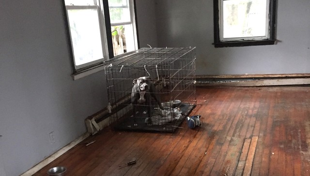 Dogs Left To Die In Empty House Still Wag Their Tails