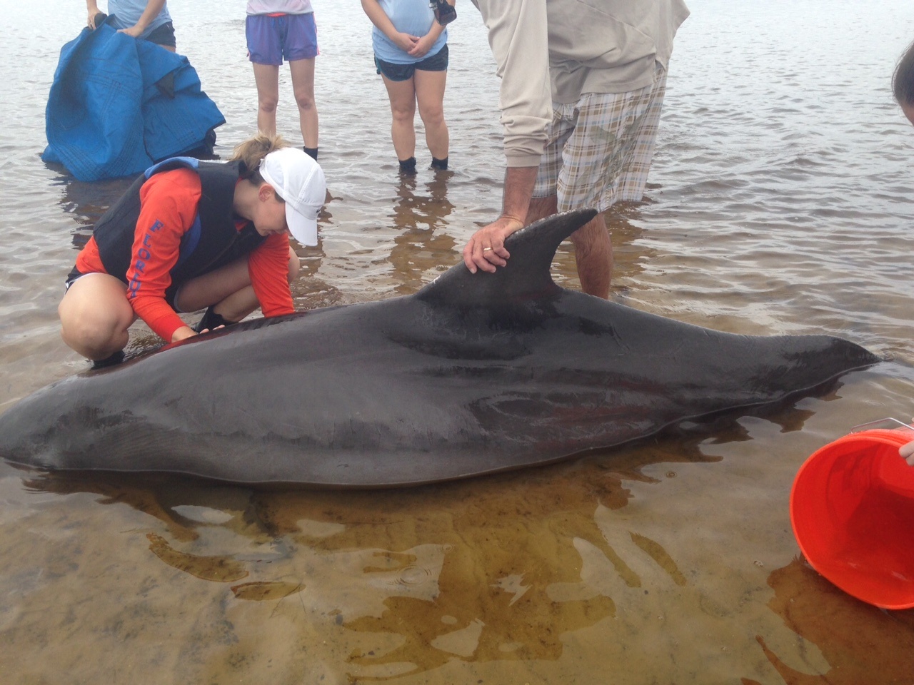 Stranded whales and dolphins offer a snapshot of chemical contamination ...