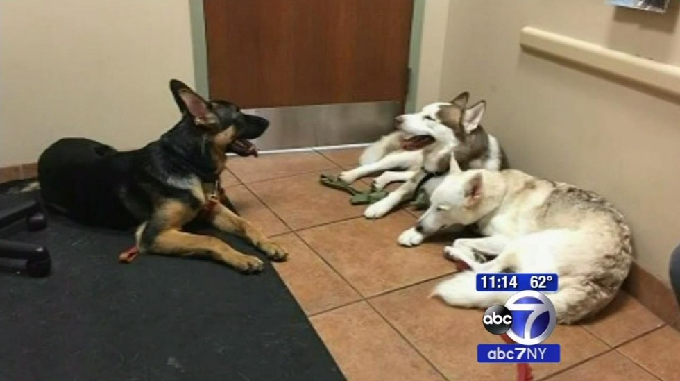 Dogs Pepper-Sprayed, Husky Puppy Gone In Nightmare Break-In [UPDATED]