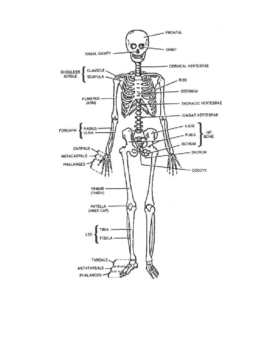 Skeletal System Drawing