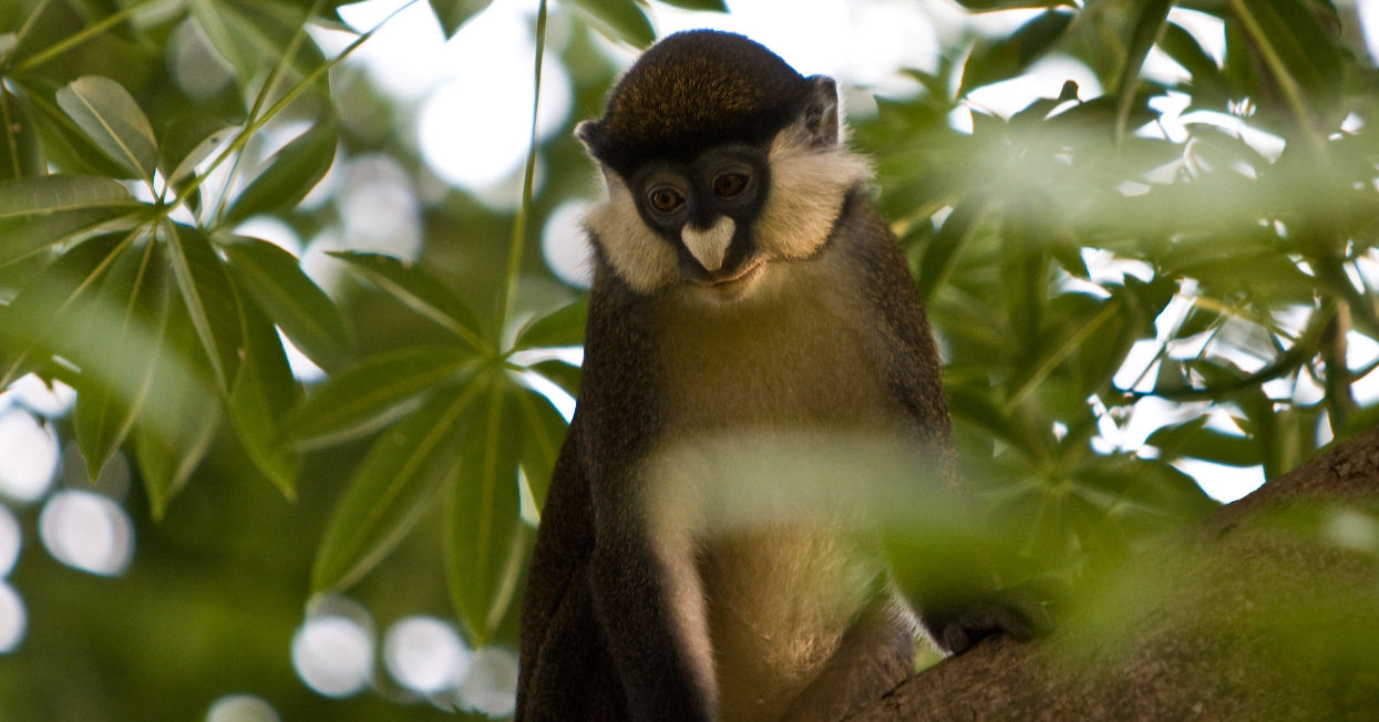 Toxic pesticides and flame-retardants found in monkey, baboon, and ...