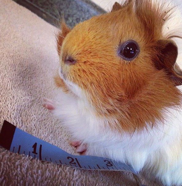 Everyone Came Together To Help This Abused Guinea Pig Walk Again