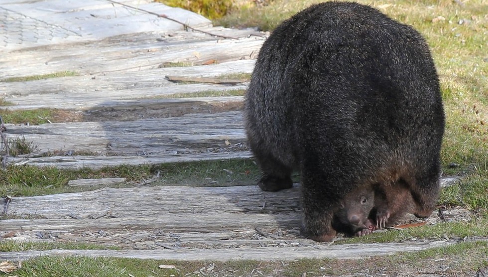 6 Reasons Wombats Are Exceptionally Cool Creatures