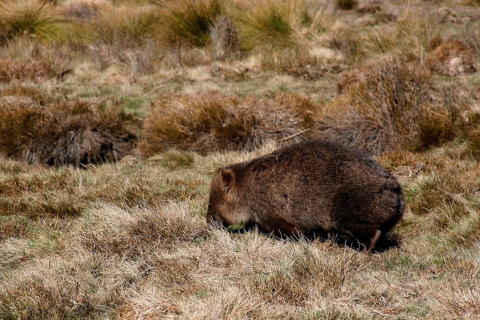 6 Reasons Wombats Are Exceptionally Cool Creatures