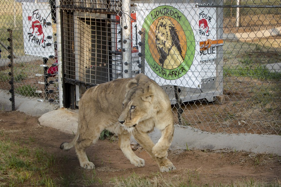 Lions Rescued From Zoo Take First Steps Into Grass And Sun